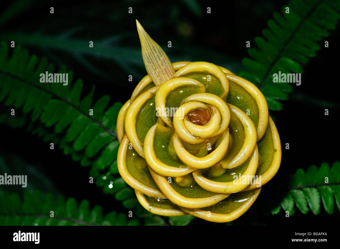 Top view flower zingiber spectabile hi-res stock photography and images ...