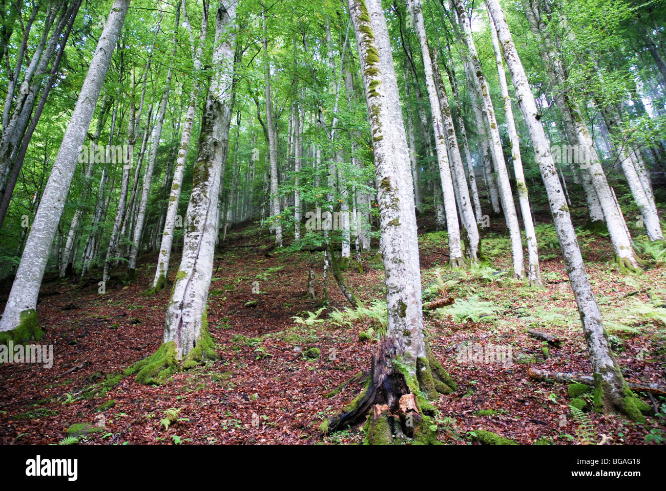Transylvania forest hi-res stock photography and images - Alamy