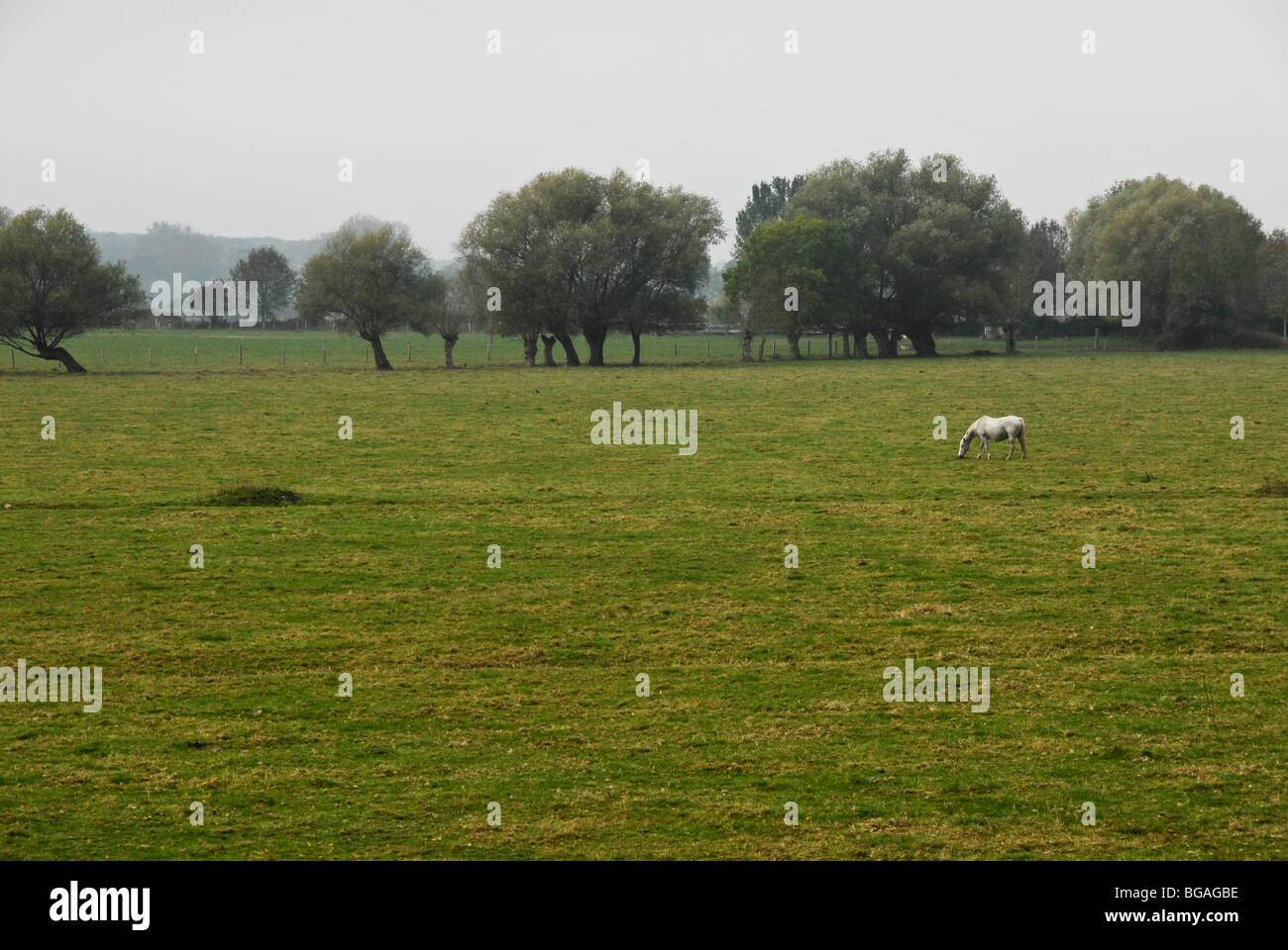 France normandy forest hi-res stock photography and images - Alamy