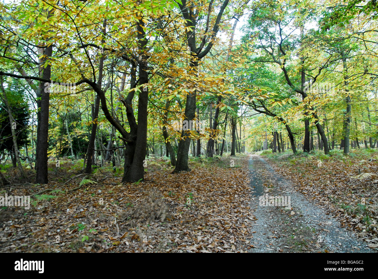 France, Normandy, forest Stock Photo - Alamy