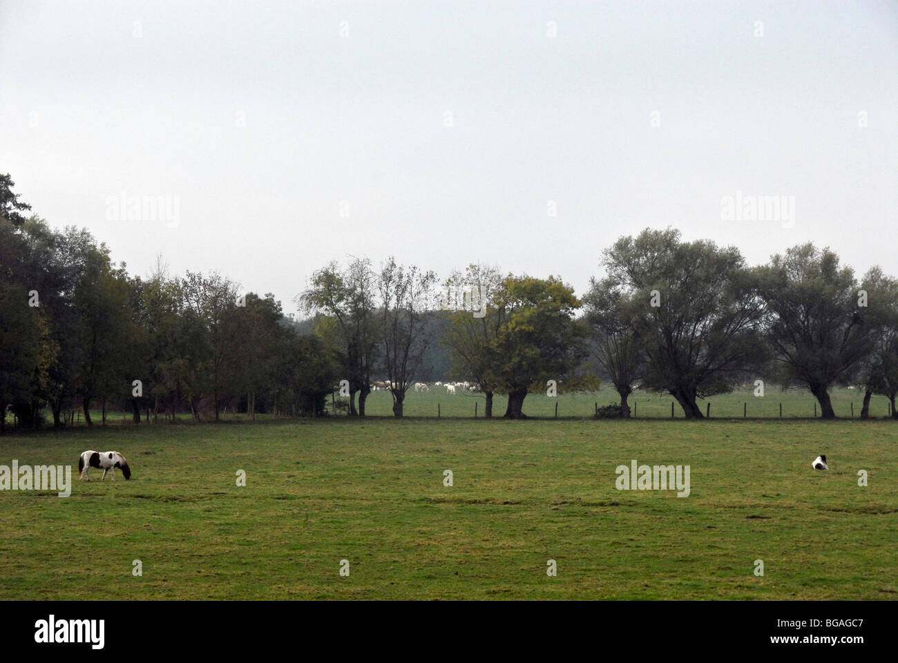 France, Normandy, forest Stock Photo - Alamy