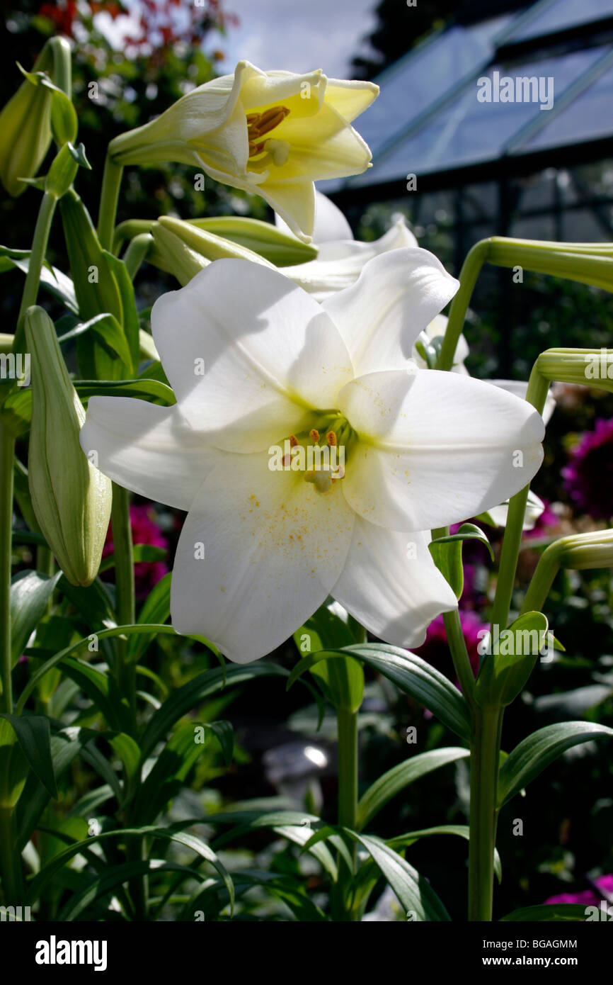 Lily white heaven hi-res stock photography and images - Alamy