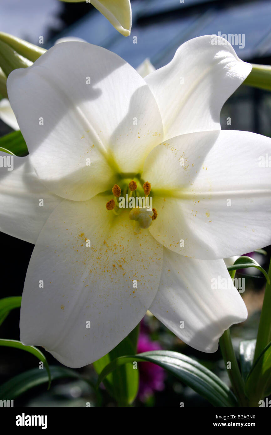 White heaven lily hi-res stock photography and images - Alamy
