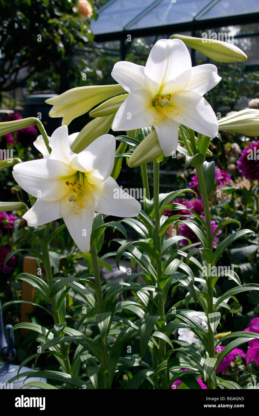 LILIUM WHITE HEAVEN. CLOSE UP Stock Photo - Alamy