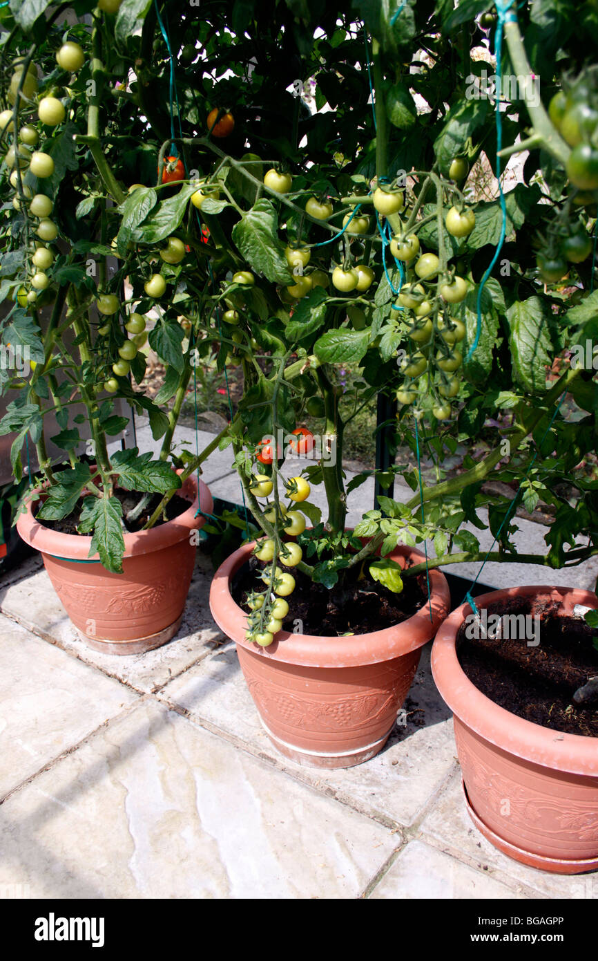 Tall tomato plants hi-res stock photography and images - Alamy