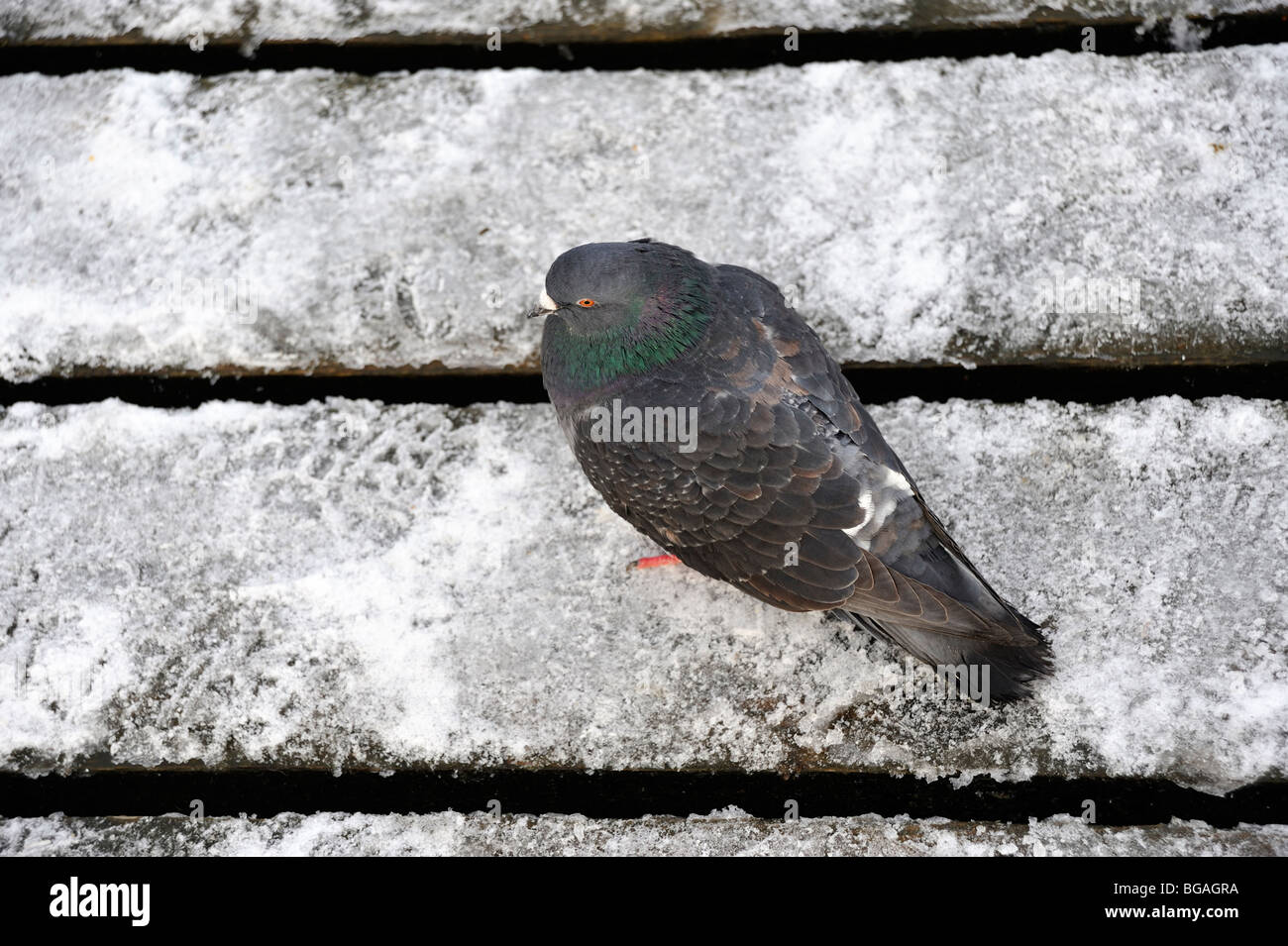 Pidgeon closeup hi-res stock photography and images - Alamy