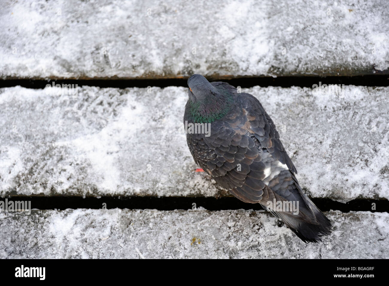Pidgeon bird hi-res stock photography and images - Alamy
