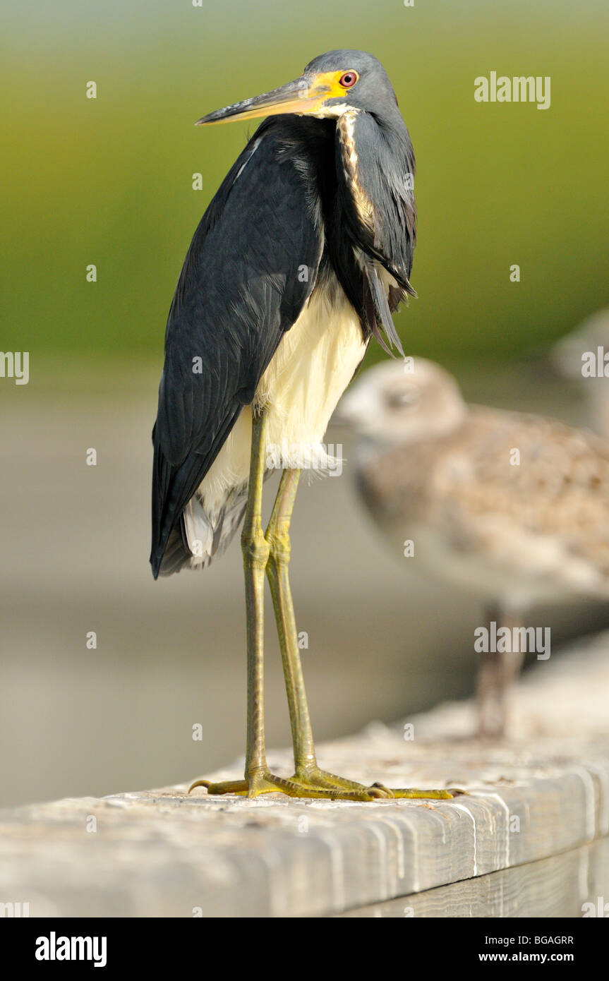 Tri colored heron hi-res stock photography and images - Alamy