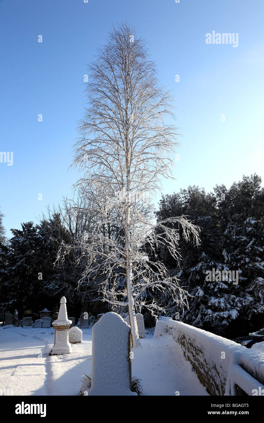 Silver Birch in snow Milton Stock Photo - Alamy