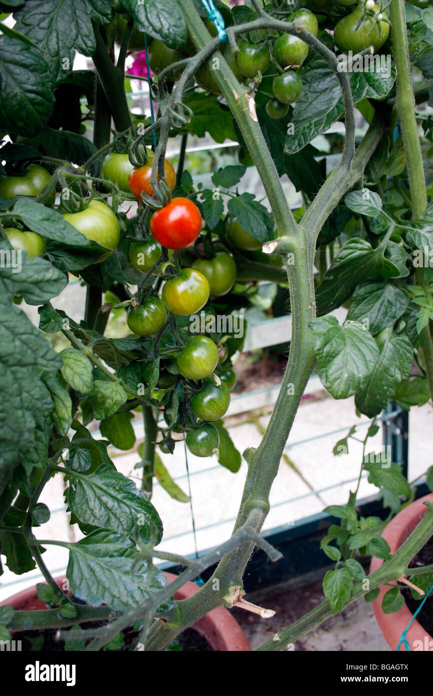 Tall tomato plants hi-res stock photography and images - Alamy