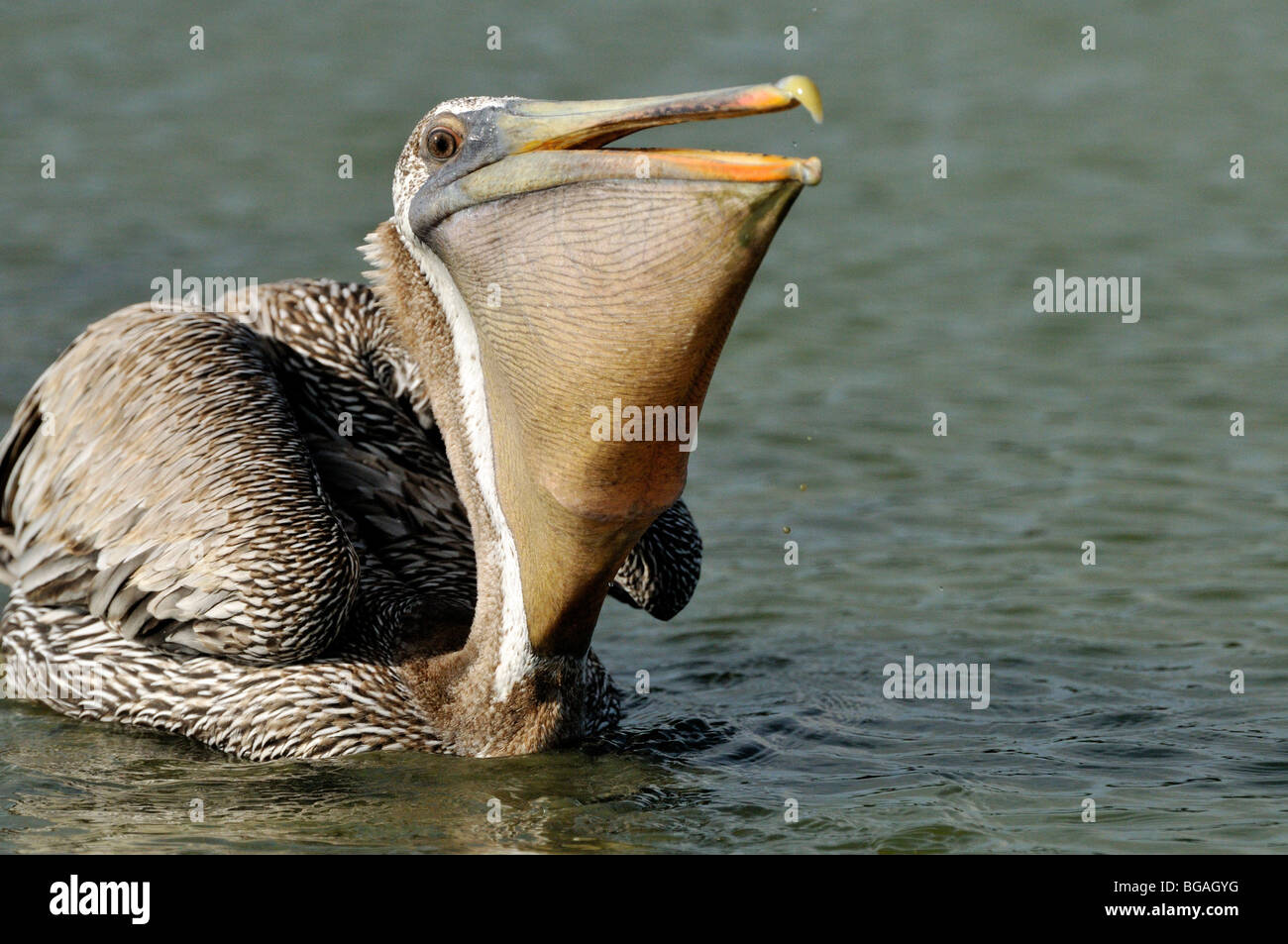 Pelican eating fish hi-res stock photography and images - Alamy