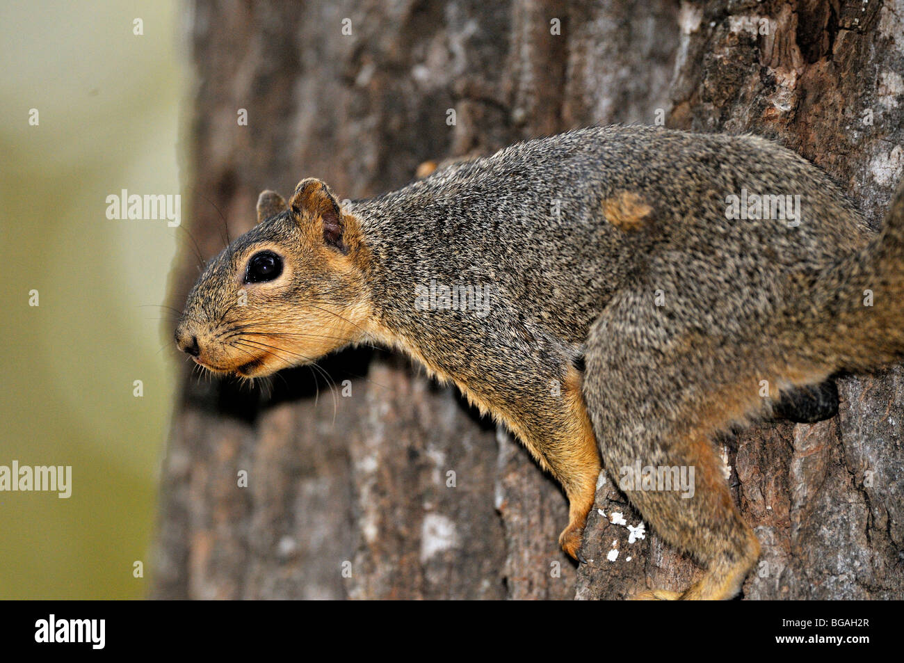 Eastern Fox Squirrel Stock Photo - Alamy