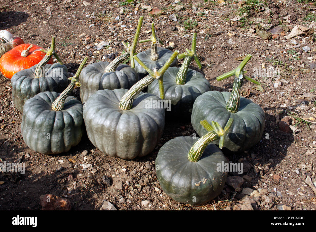 HARVESTED QUEENSLAND BLUE PUMPKINS. CUCURBITA Stock Photo - Alamy