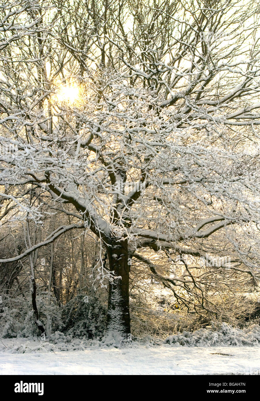 Sunshine through a tree hi-res stock photography and images - Alamy