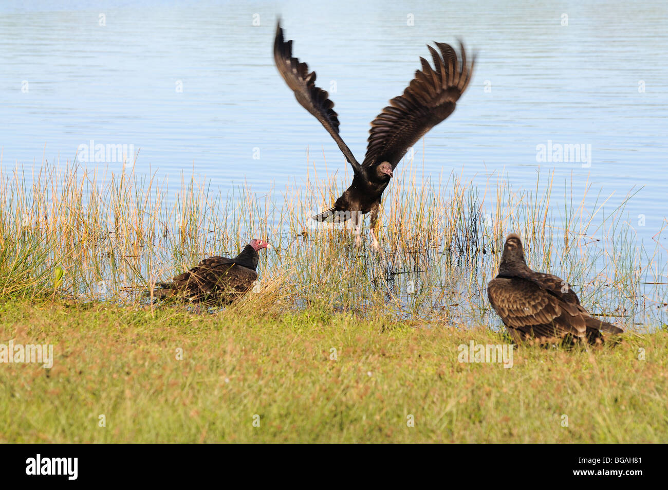 Birds of the everglades hi-res stock photography and images - Alamy