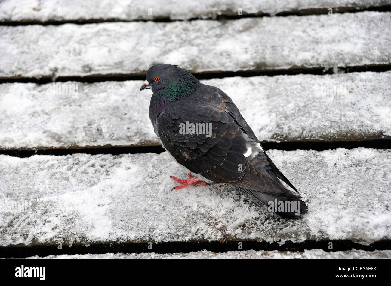 Pidgeon on frozen wood Stock Photo - Alamy