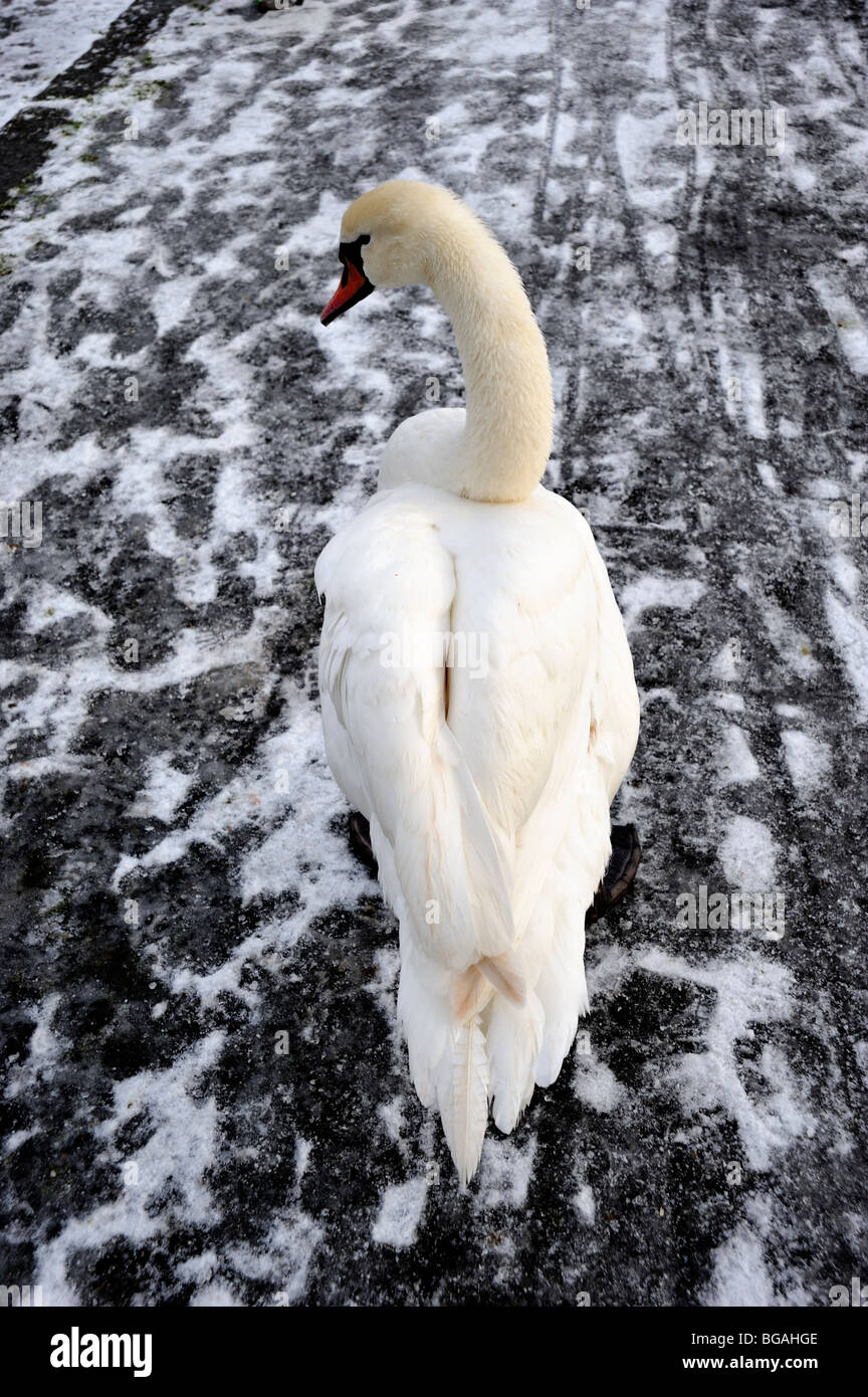 Swan webbed foot hi-res stock photography and images - Alamy
