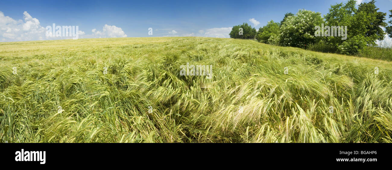 Fields around Jaslovske Bohunice. Slovakia Stock Photo - Alamy