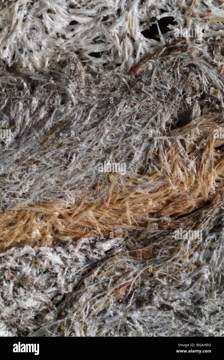 Fiber wood microscope hi-res stock photography and images - Alamy