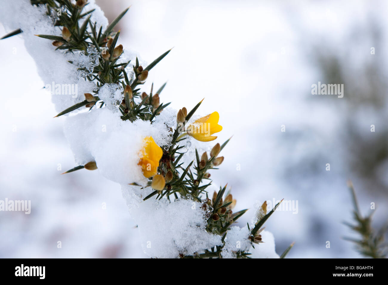 Gorse furze furse shrub bush hi-res stock photography and images - Alamy