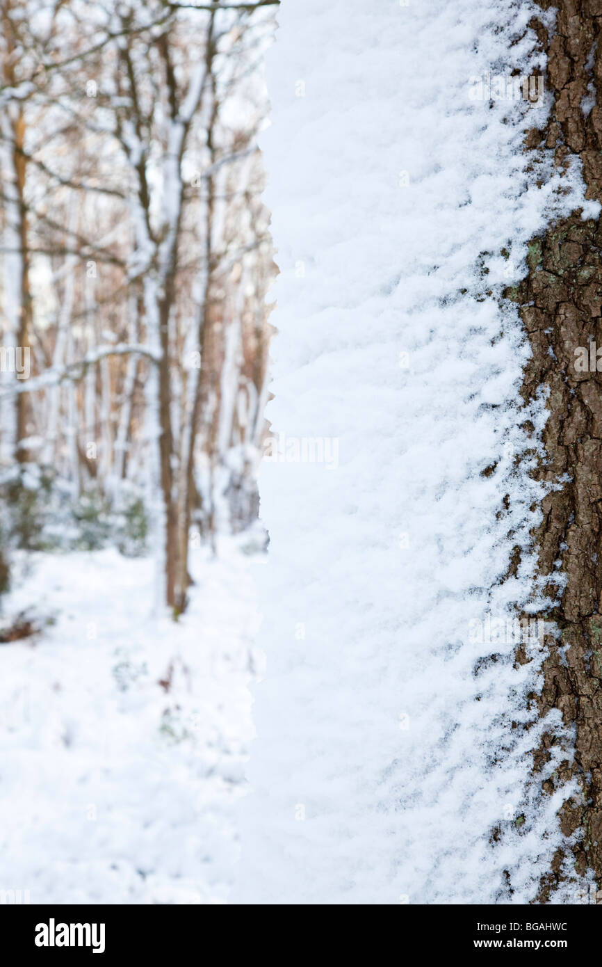 Fir tree trunk hi-res stock photography and images - Alamy