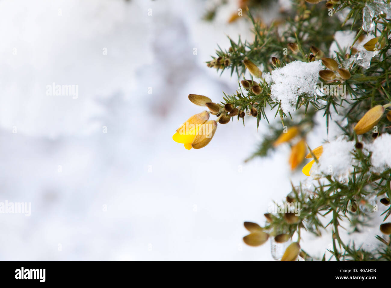 Gorse furze furse shrub bush hi-res stock photography and images - Alamy
