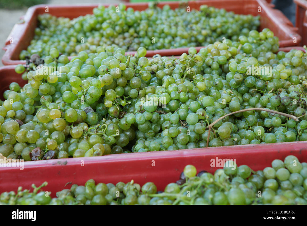White grapes in a plastic box Stock Photo - Alamy