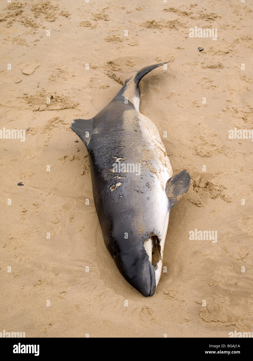 Dead harbour porpoise phocoena phocoena hi-res stock photography and ...