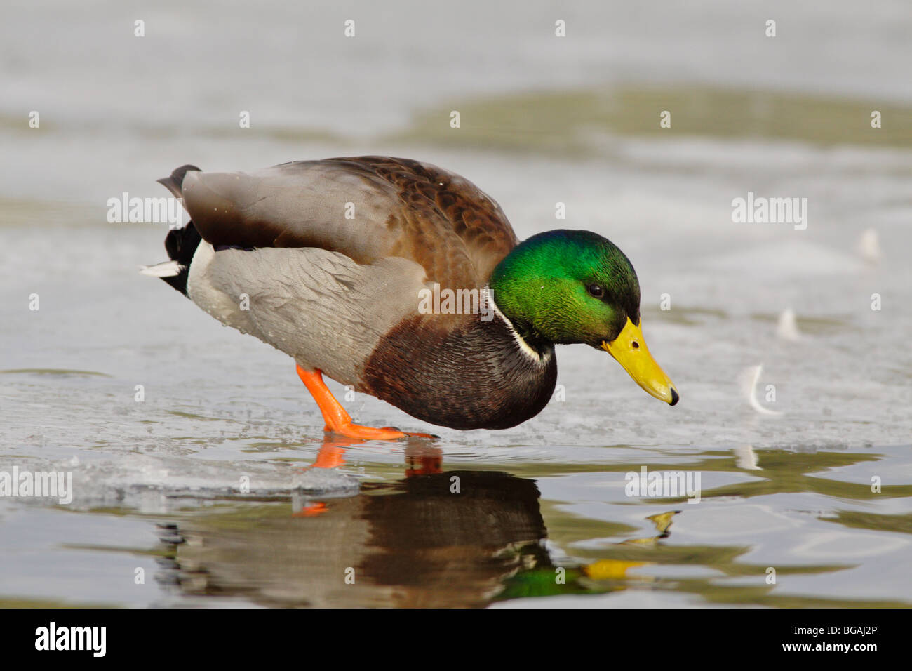 Mallard duck and drake hi-res stock photography and images - Alamy