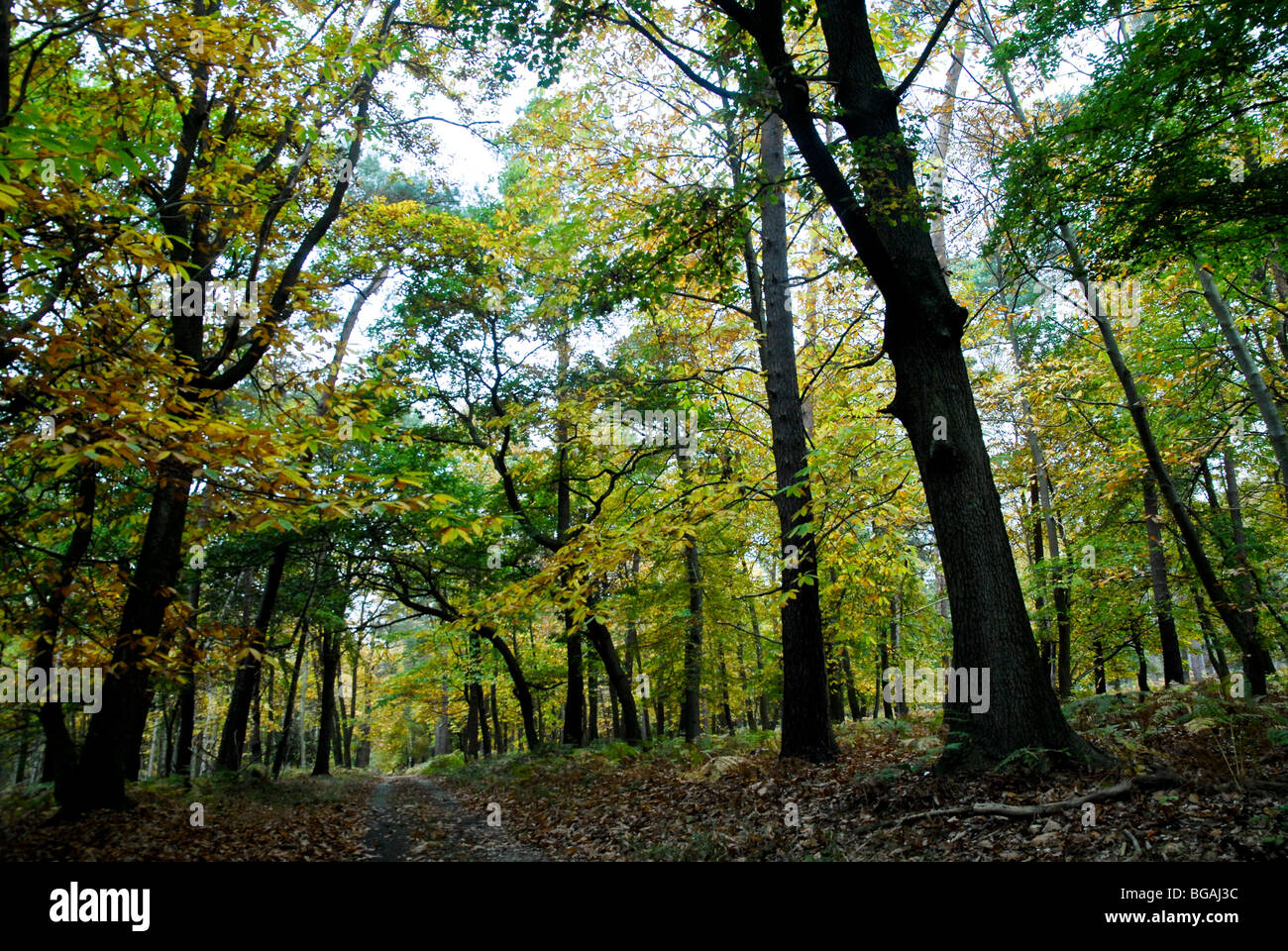 France, Normandy, forest Stock Photo - Alamy
