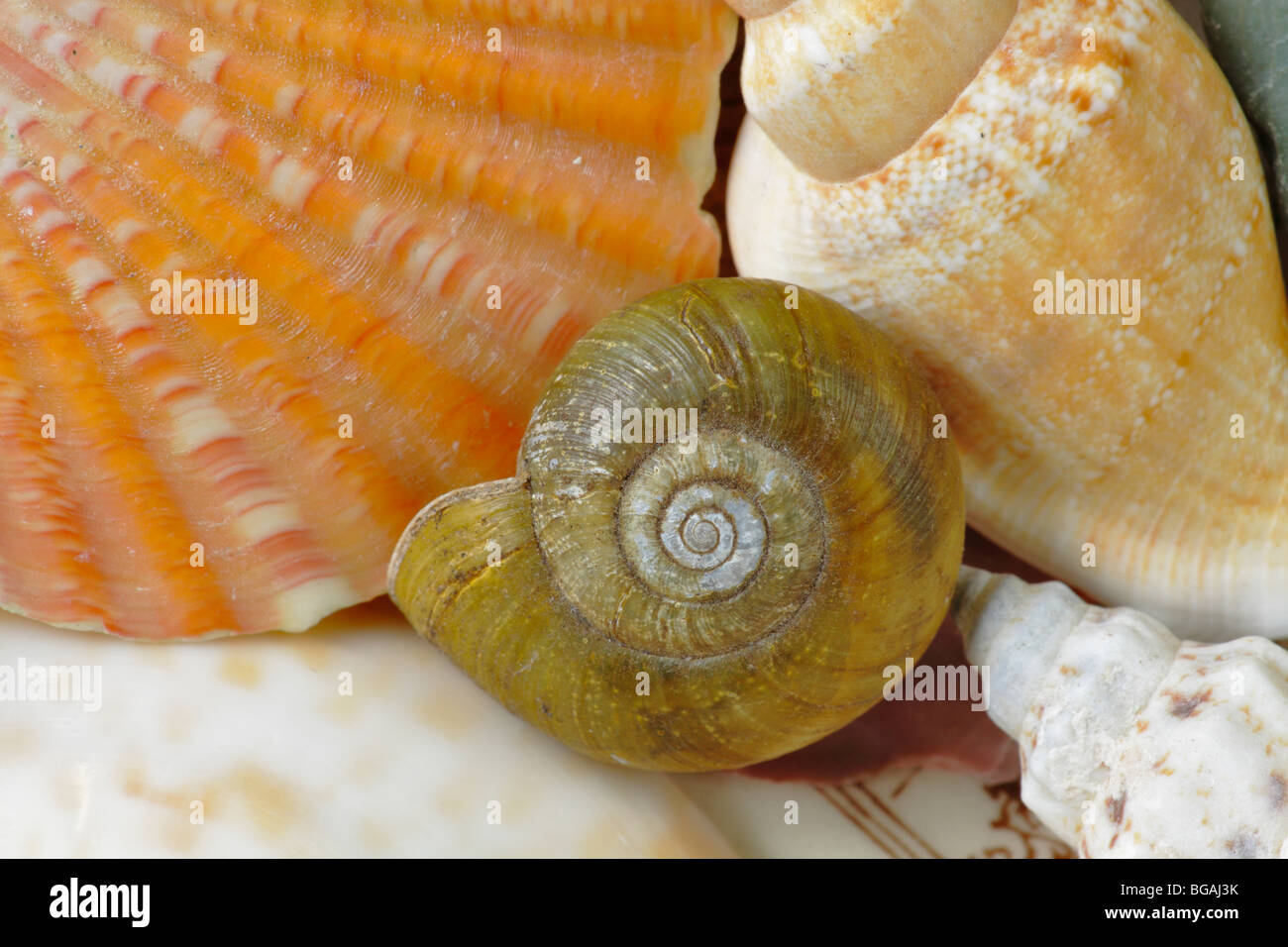 Closeup still life of beach shells Stock Photo - Alamy