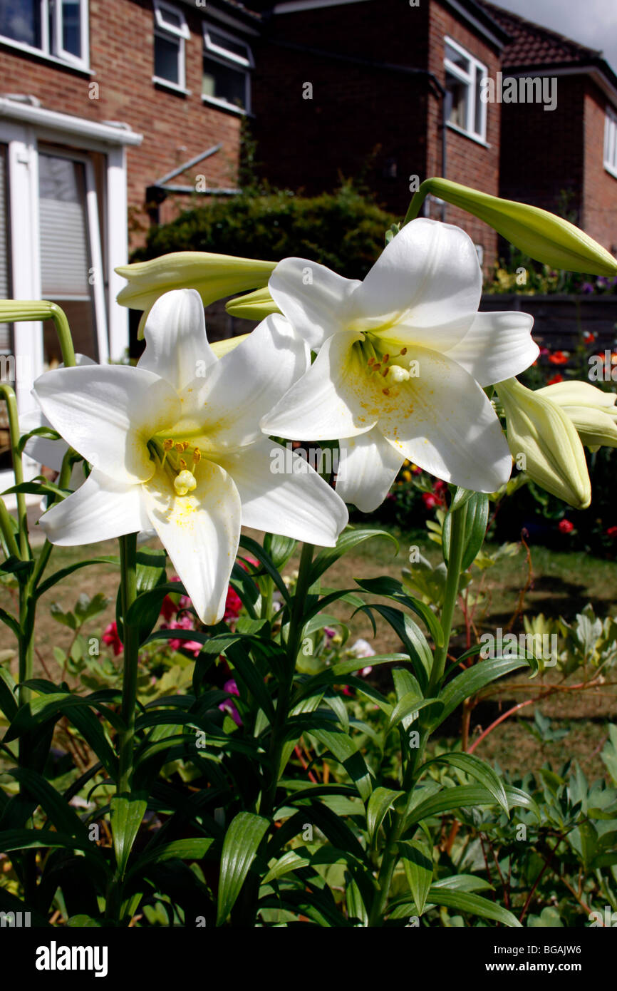 LILIUM WHITE HEAVEN. CLOSE UP Stock Photo - Alamy