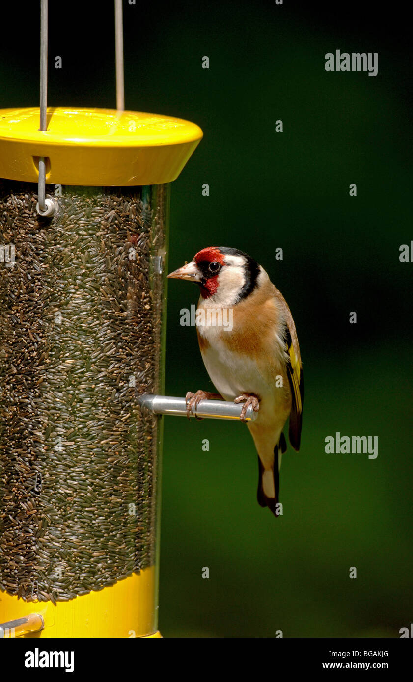 Nyger seed bird feeder hi-res stock photography and images - Alamy