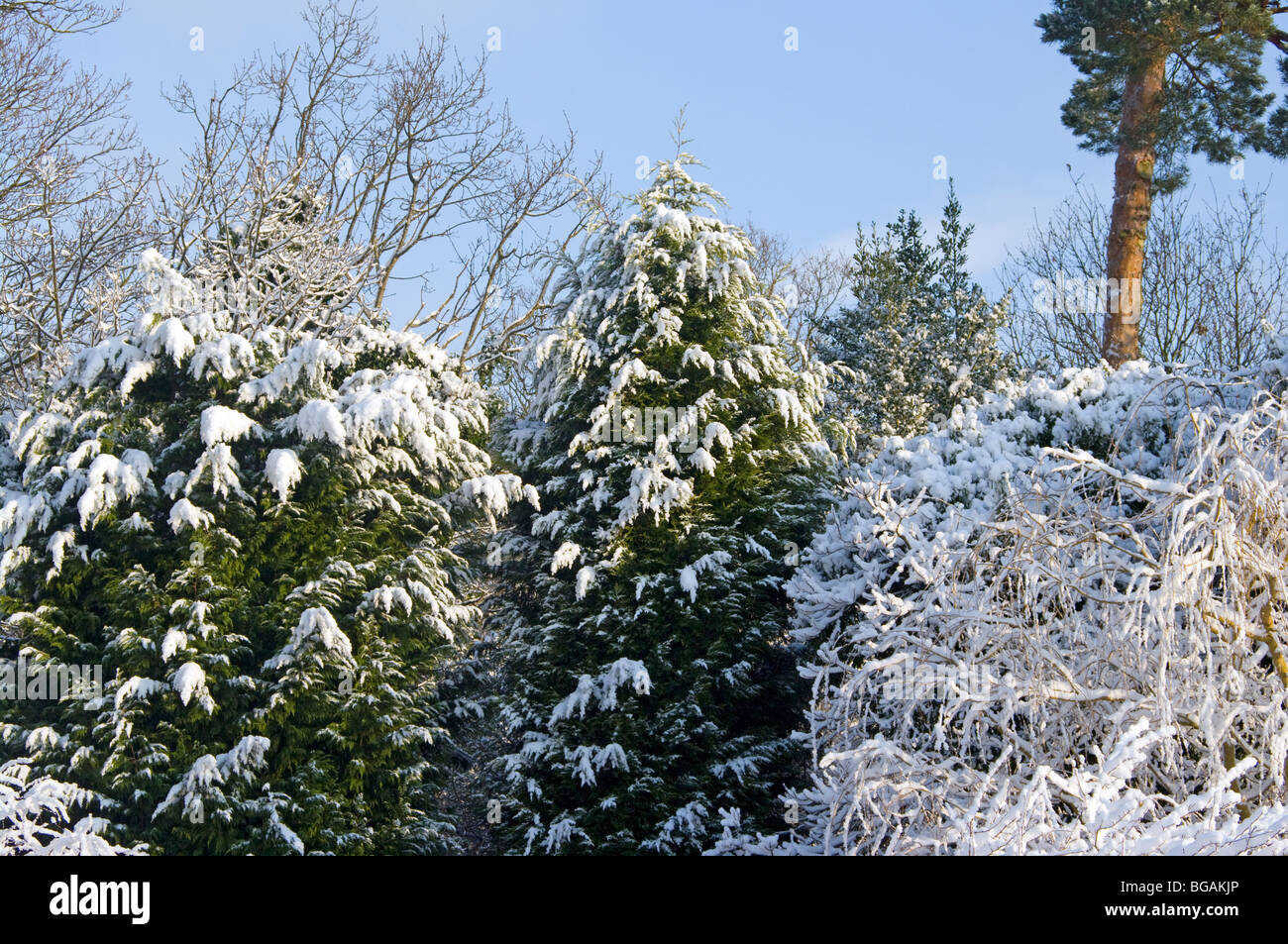 Snow Covered Trees Stock Photo - Alamy