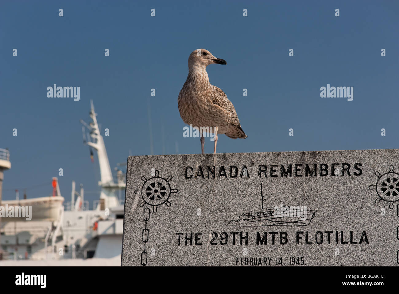 Seagull on sign Stock Photo - Alamy