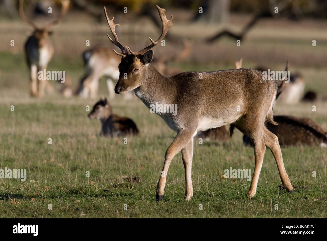 Herd fallow deer gather in hi-res stock photography and images - Alamy