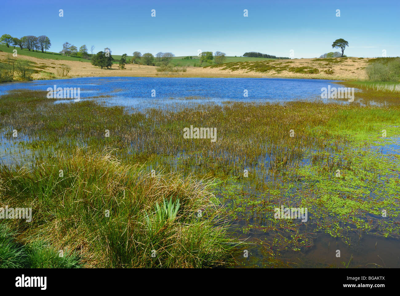 Priddy ponds hi-res stock photography and images - Alamy