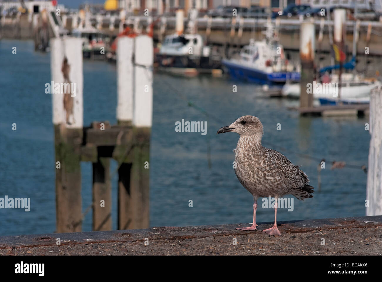 Seagull on pier Stock Photo - Alamy