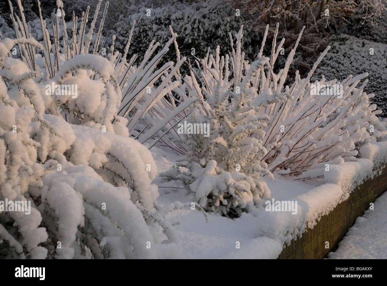 Picture snow in the early morning Stock Photo - Alamy
