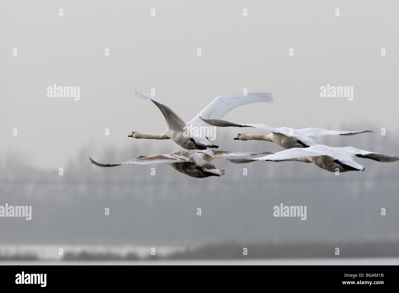 Whooper swans in flight, The Ouse Washes, Norfolk Stock Photo - Alamy