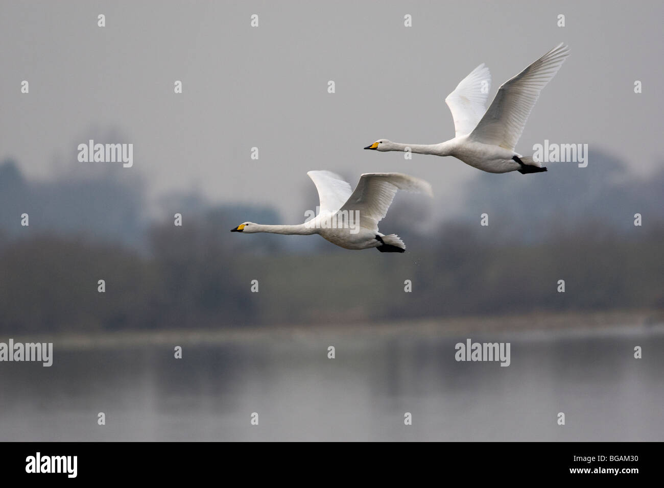 Four whooper swans in flight hi-res stock photography and images - Alamy