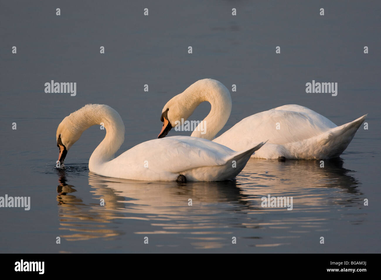 Two Mute Swans displaying Stock Photo - Alamy