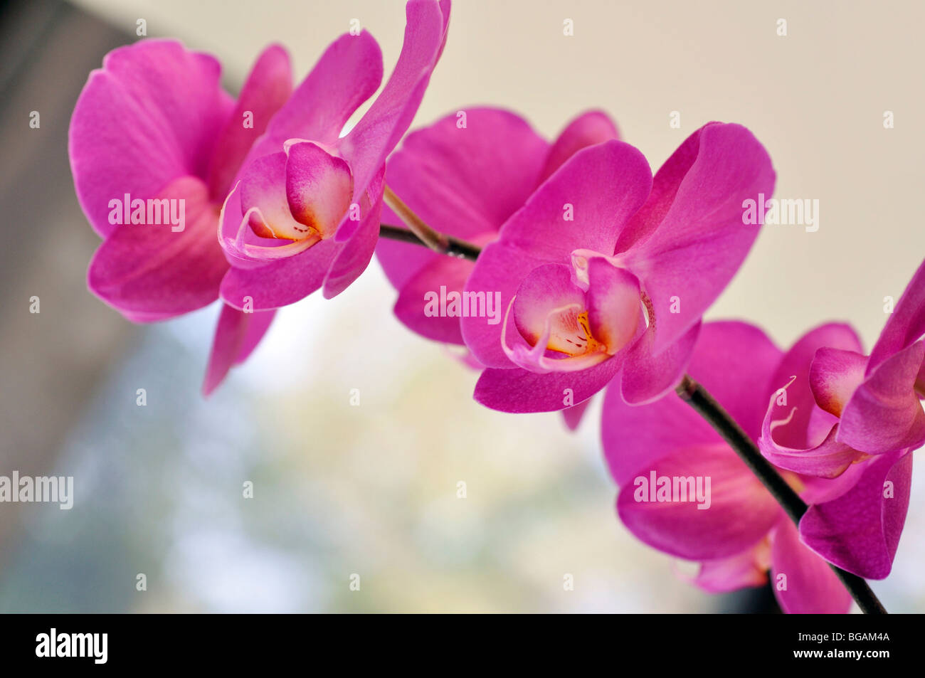 Pink orchidea hi-res stock photography and images - Alamy