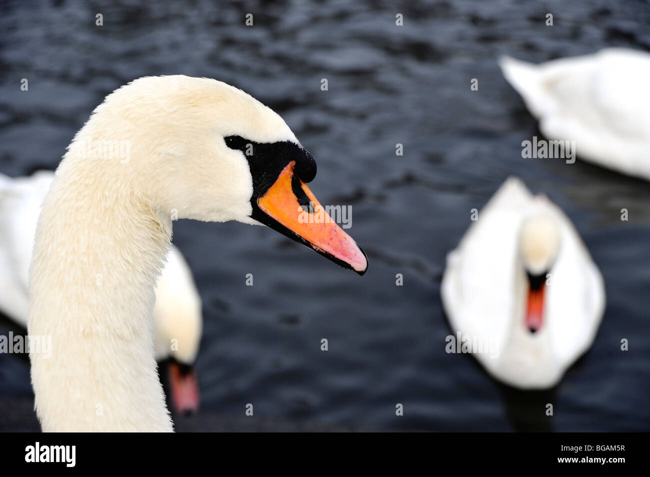 Swan webbed foot hi-res stock photography and images - Alamy