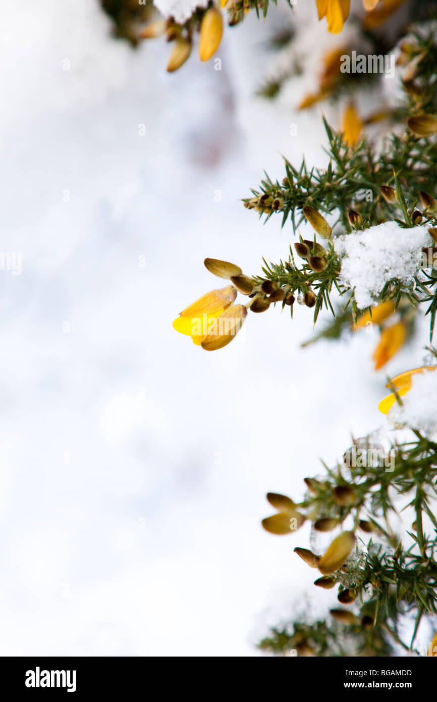 Gorse furze furse shrub bush hi-res stock photography and images - Alamy