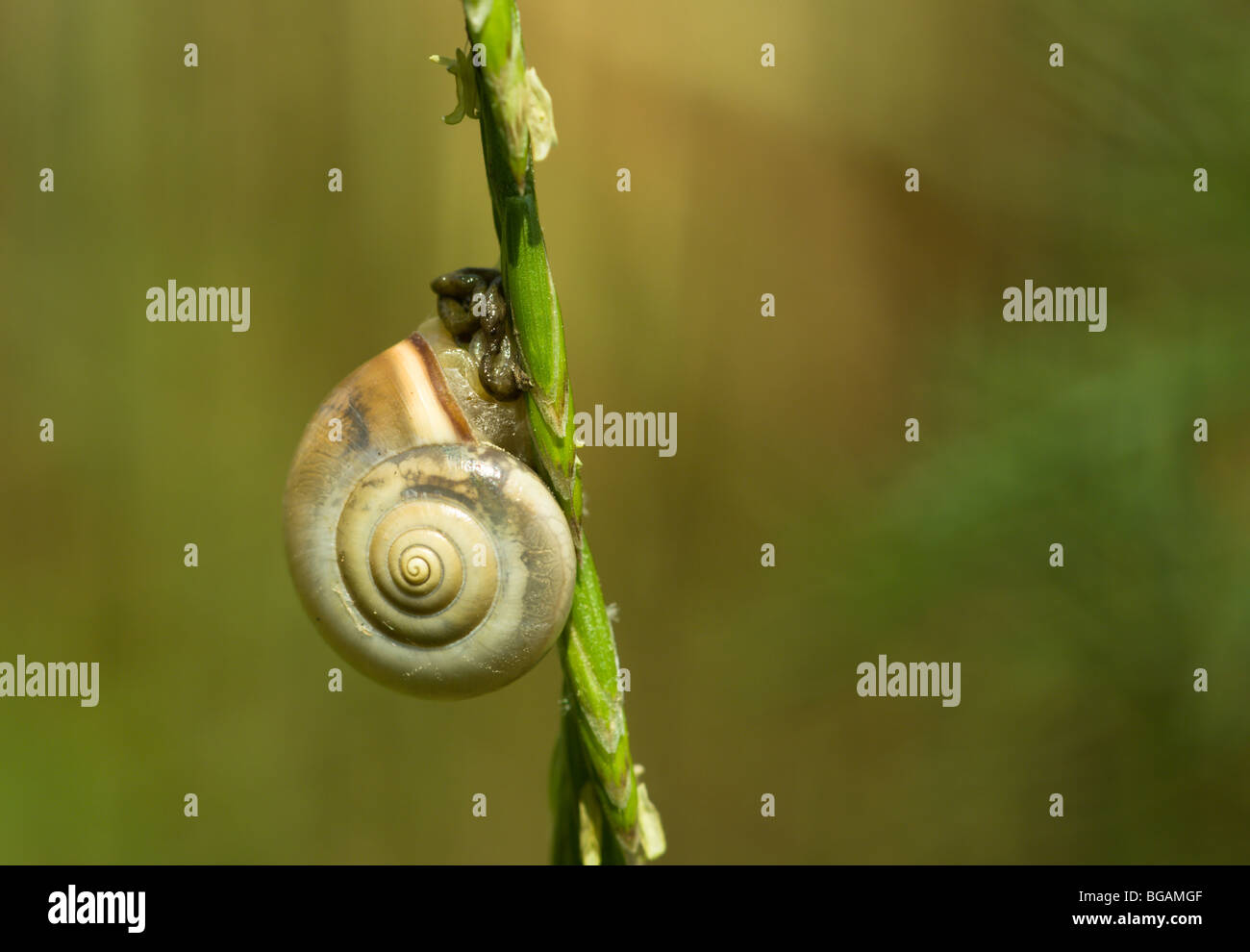 snail sitting on a stalk Stock Photo - Alamy