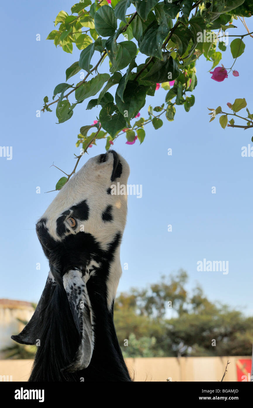 Goat stretching up to eat leaves off branch Stock Photo - Alamy