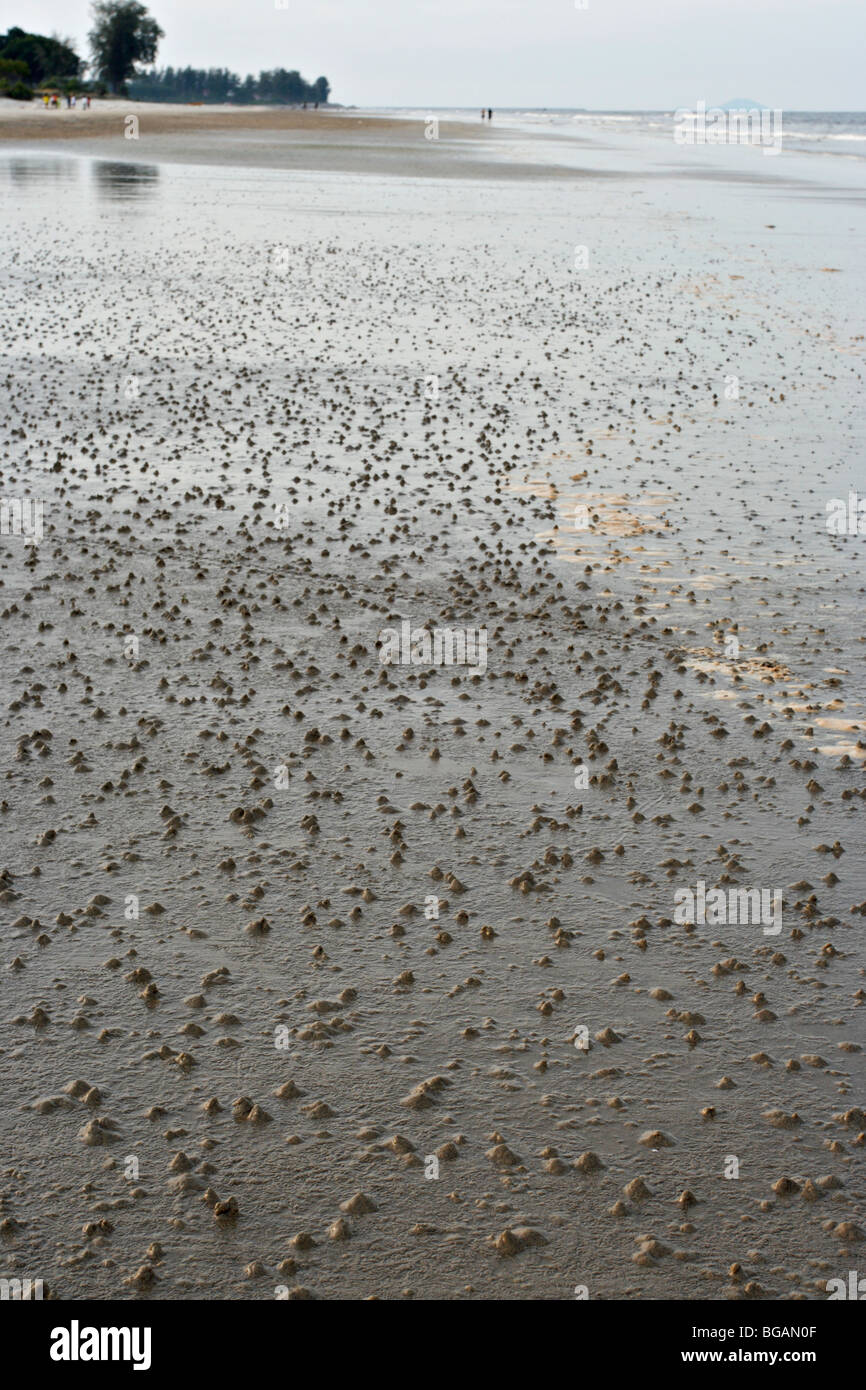 Lugworm cast on the beach in Terengganu, Malaysia Stock Photo - Alamy
