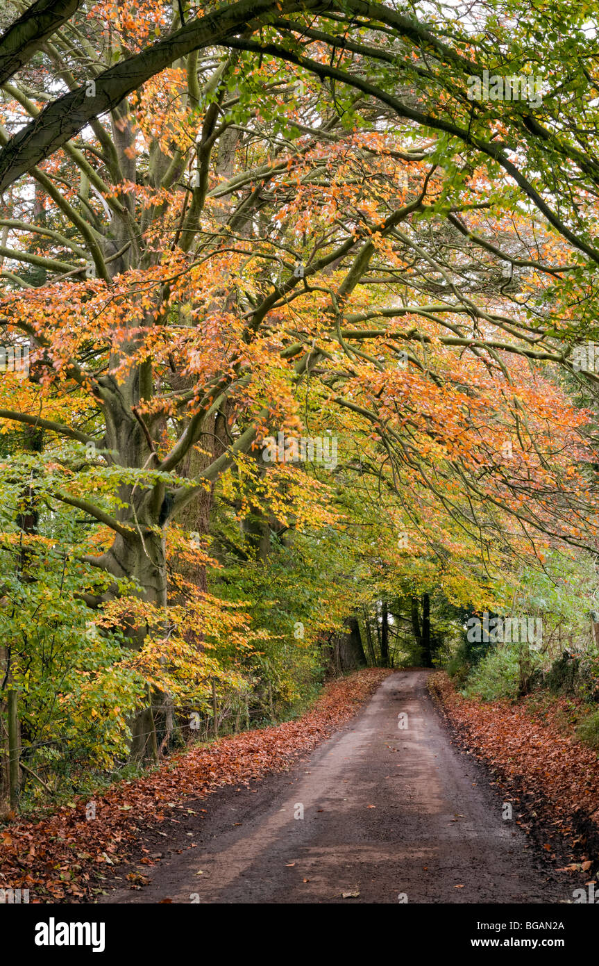 Beautiful autumn colours of tree lined lane taken near Castle Combe ...