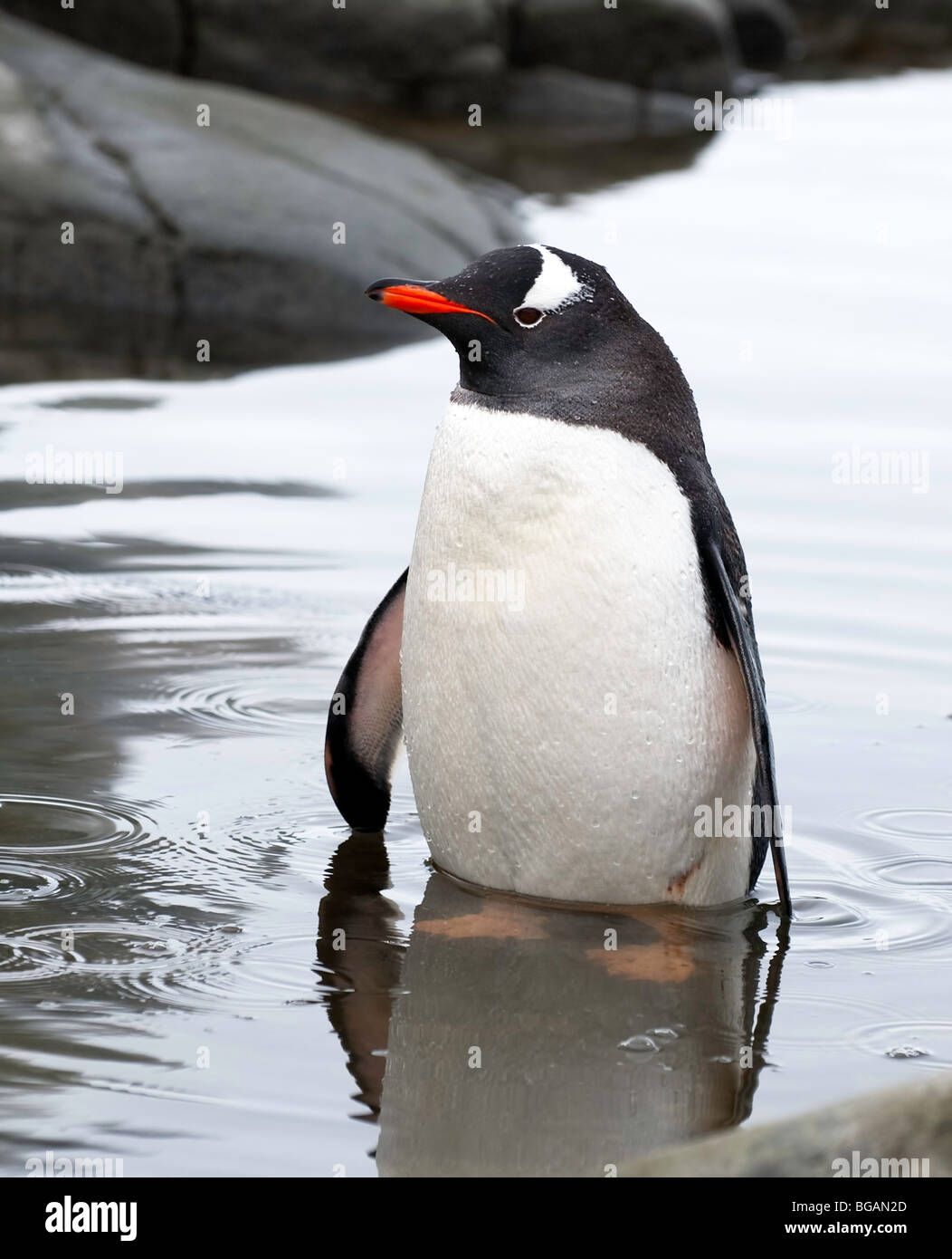 Penguin looking camera hi-res stock photography and images - Alamy